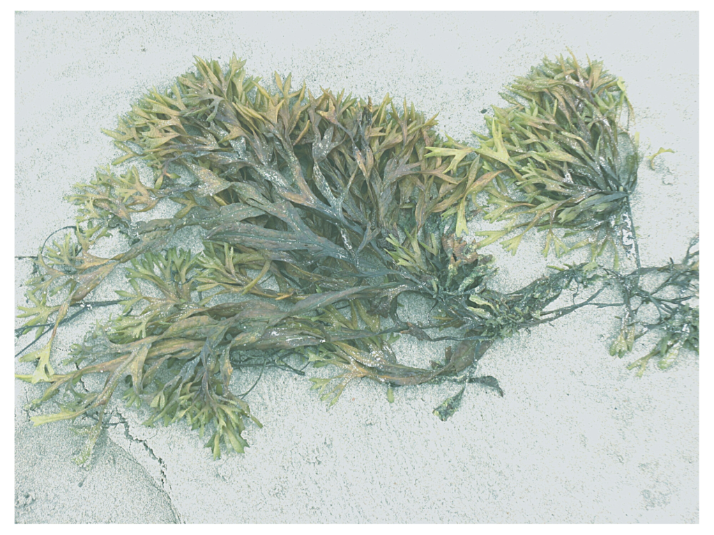 Éclats de Rire à la Plage : Quand une Algue Farceuse Anime nos Vacances ...